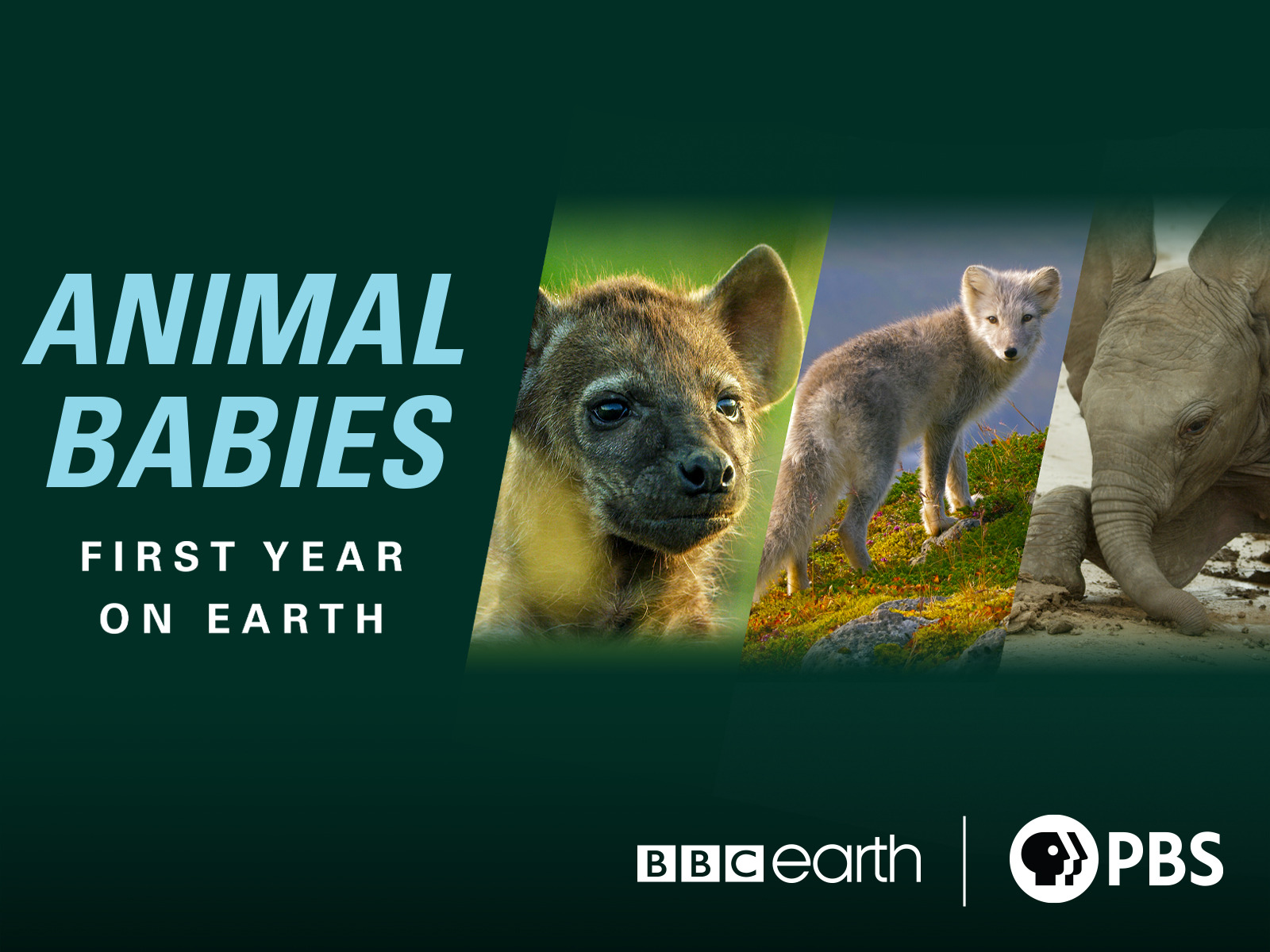 Prime Video: Animal Babies: First Year on Earth: Season 1
