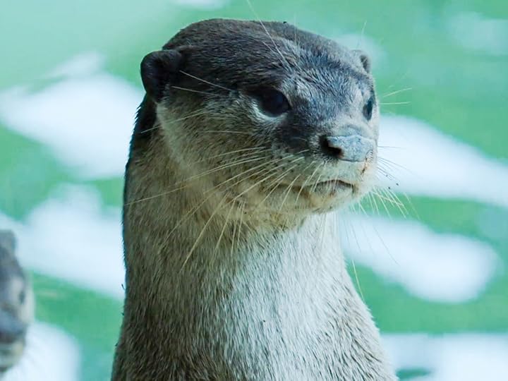 Prime Video: Otter Dynasty - Season 1