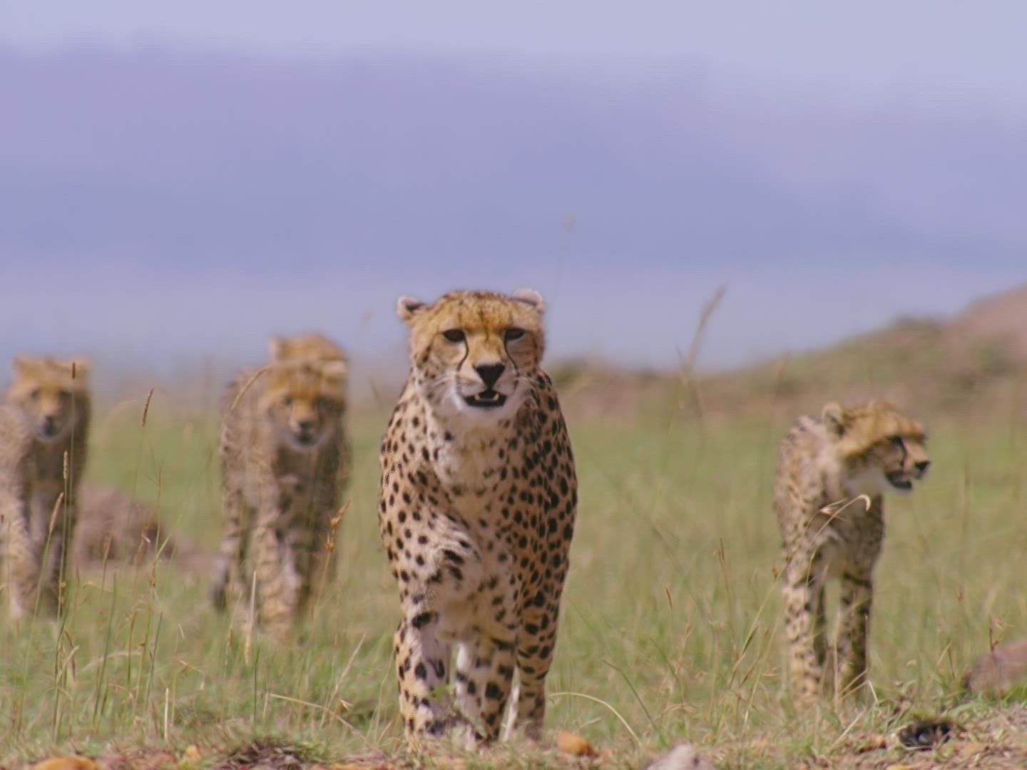 Prime Video: Predators - Season 1