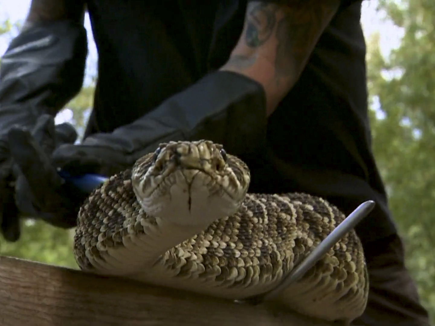 Prime Video: Swamp Brothers - Season 1