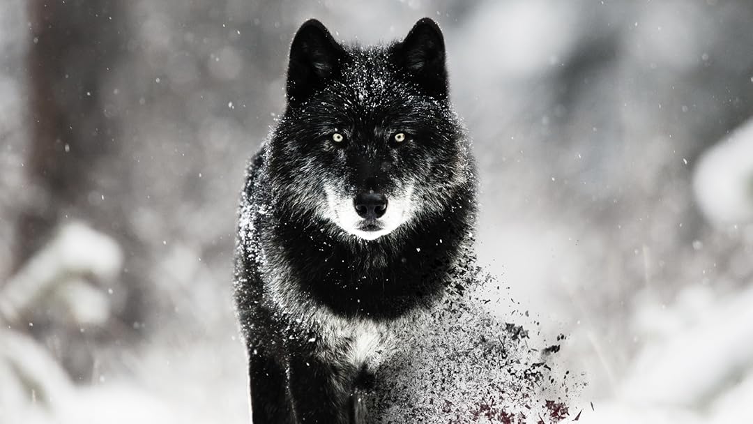 Prime Video: On The Wild Side