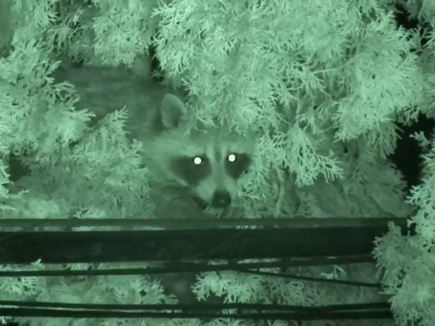 Prime Video: Rat Busters NYC - Season 1