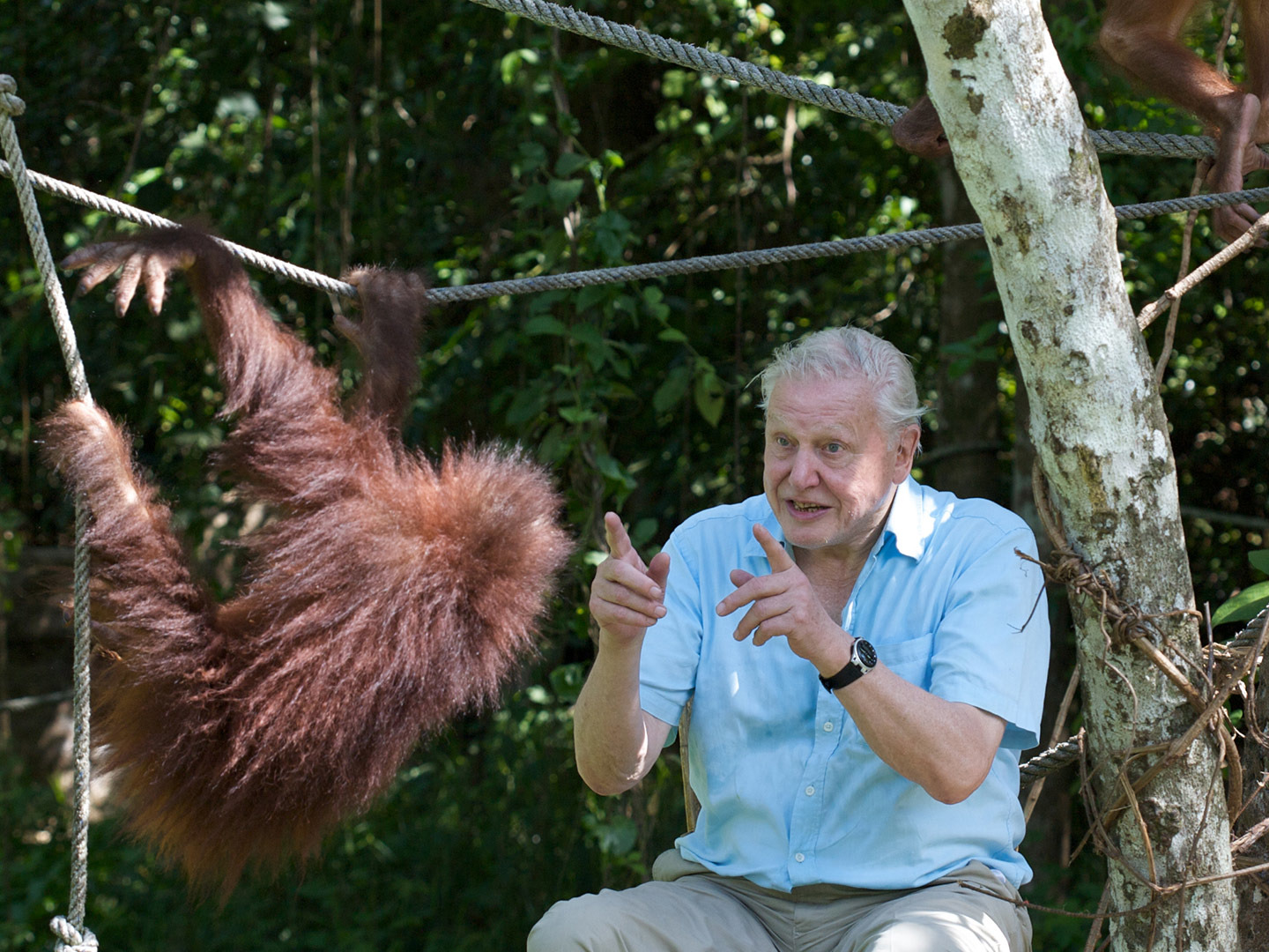 Prime Video: Attenborough 60 Years in the Wild - Season 1