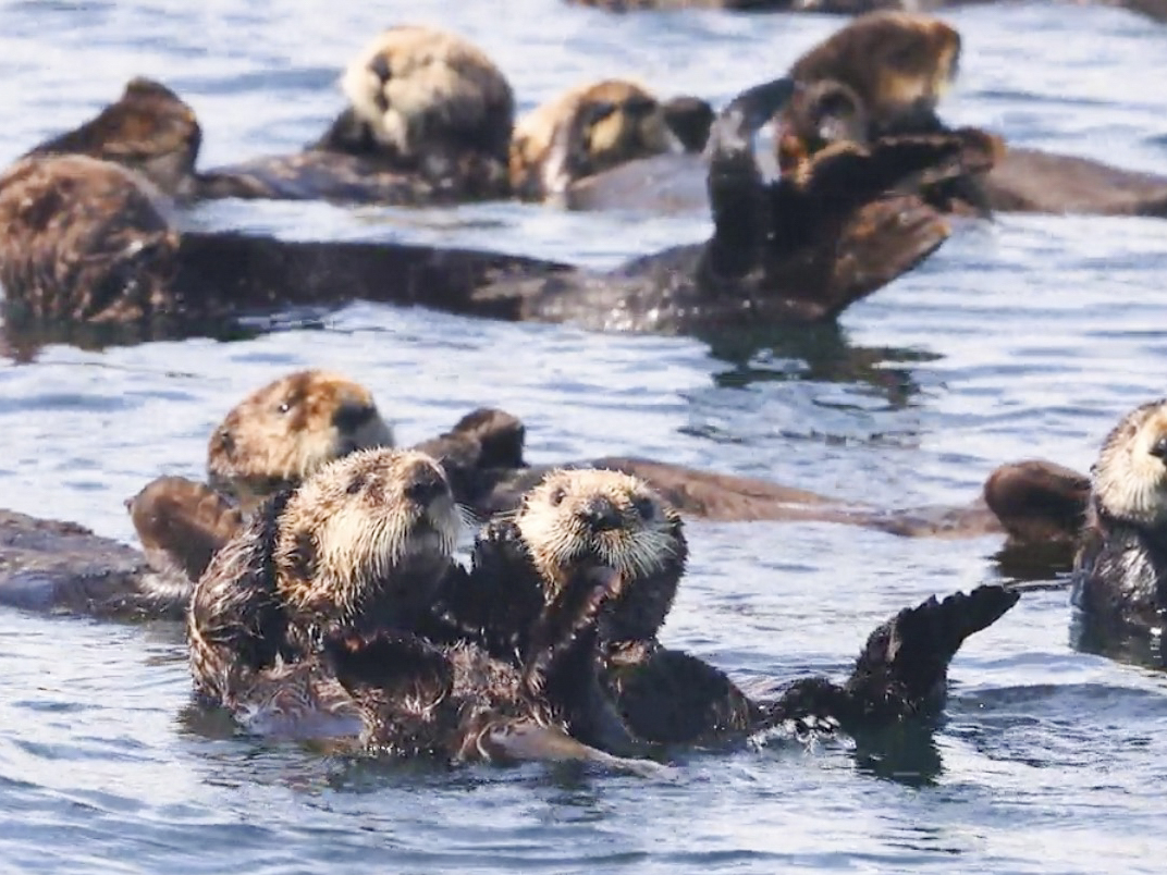 Prime Video: The Cute Ones - Season 1