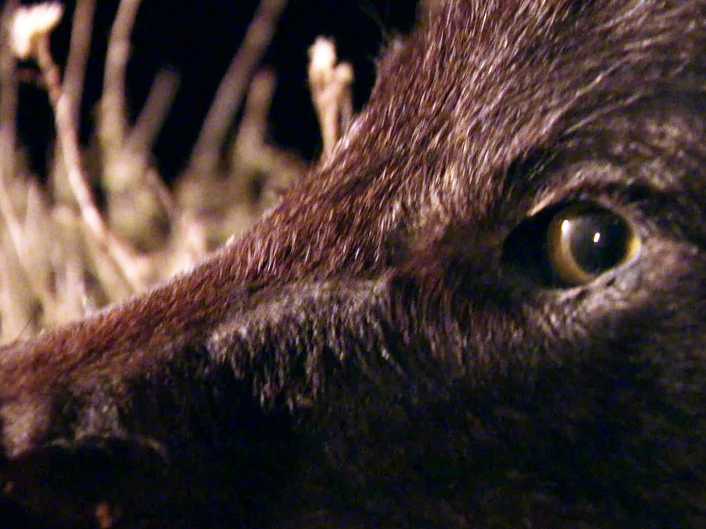 Prime Video: Mysteries at the Museum - Season 2