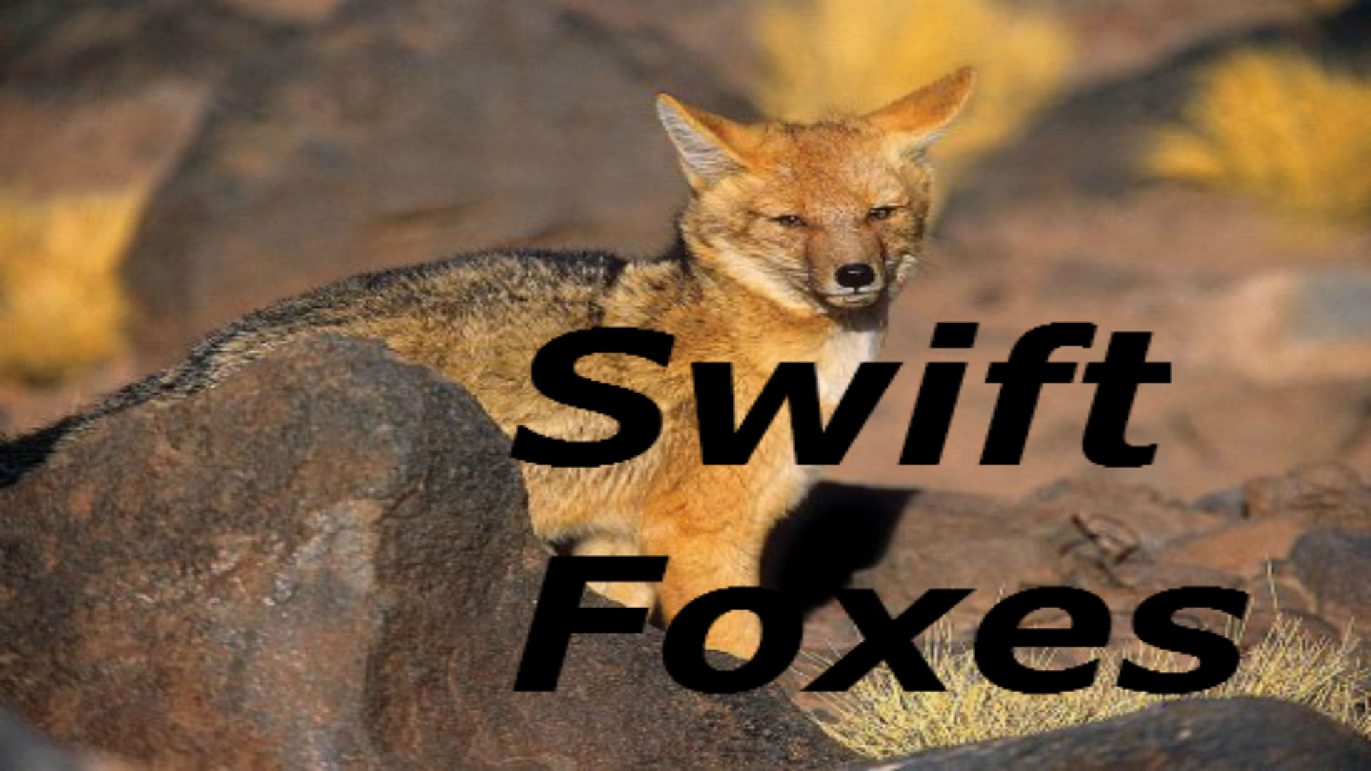Watch Swift Foxes | Prime Video