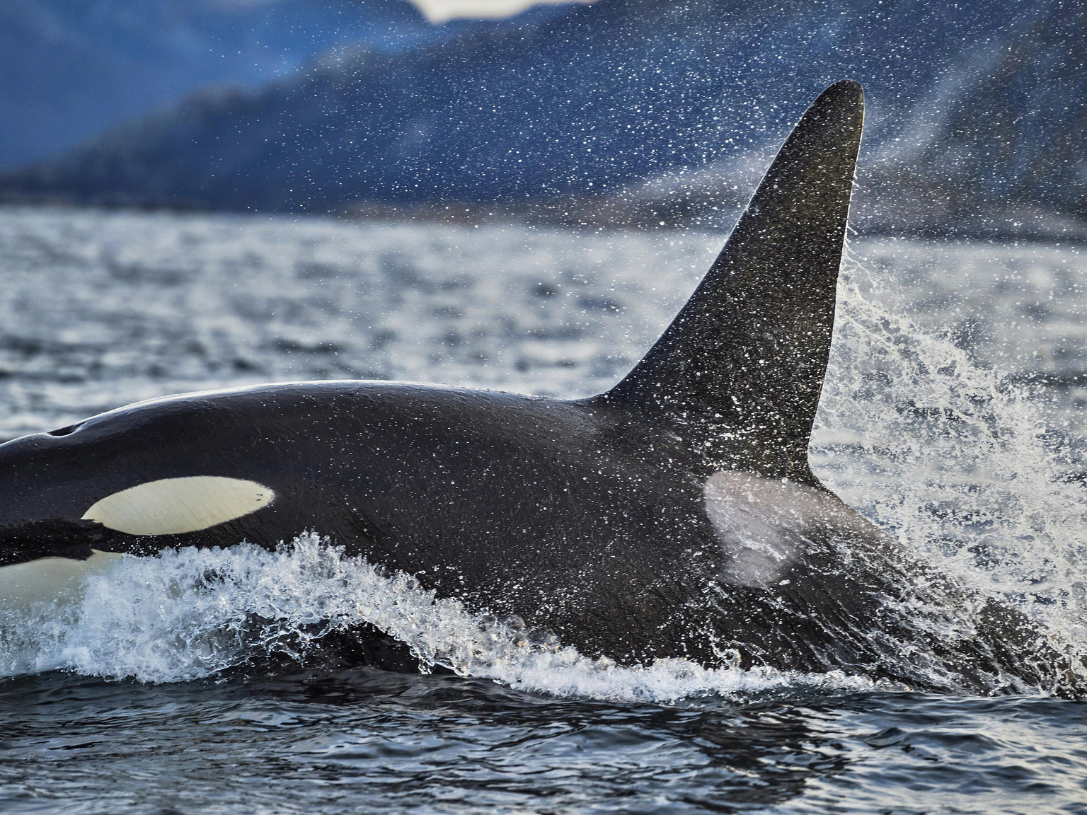 Prime Video: Chasing Ocean Giants - Season 1