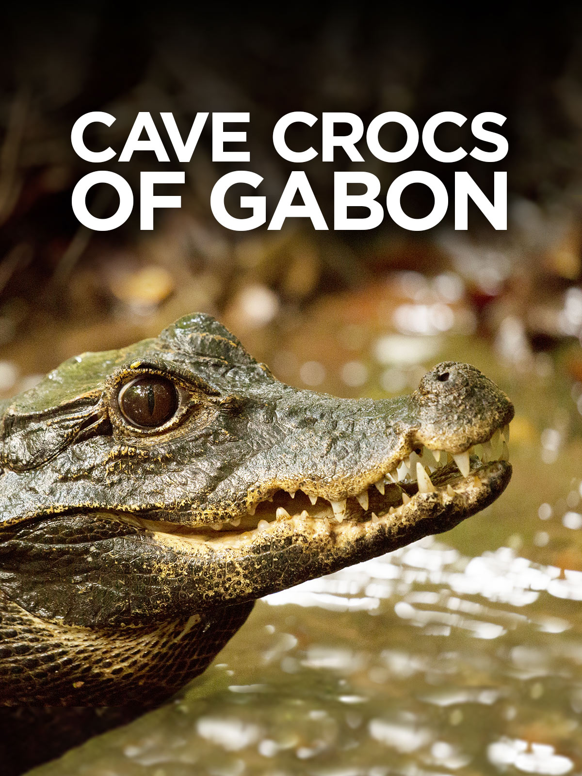 Prime Video: Cave Crocs of Gabon