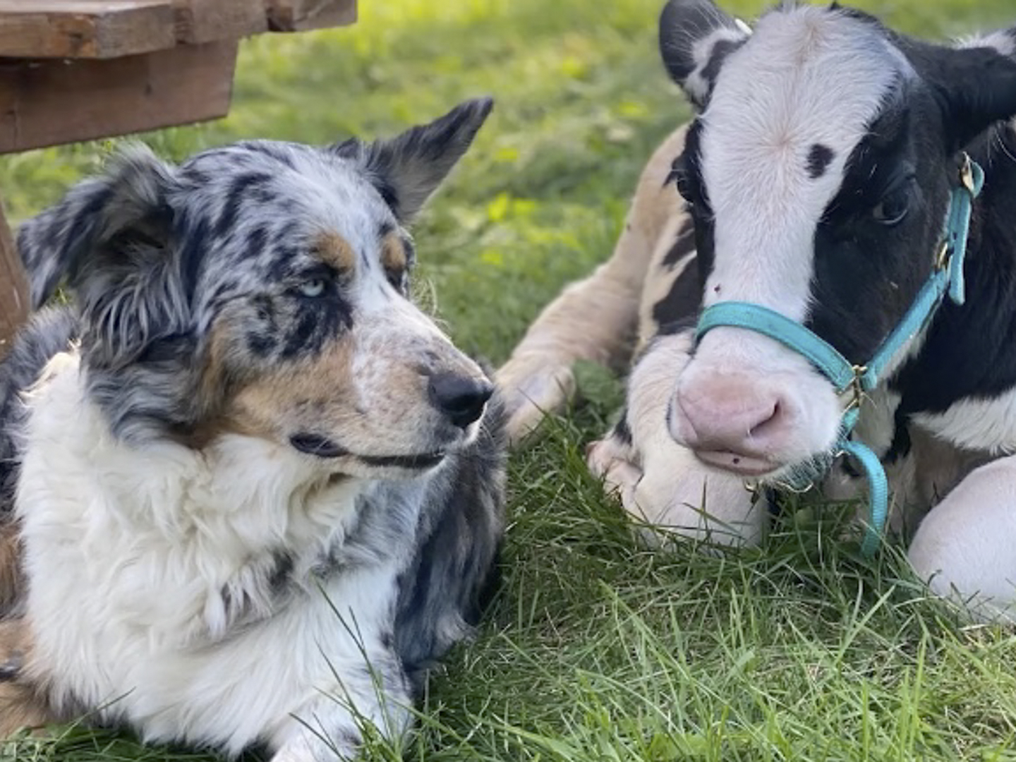 Prime Video: Little But Fierce - Season 3