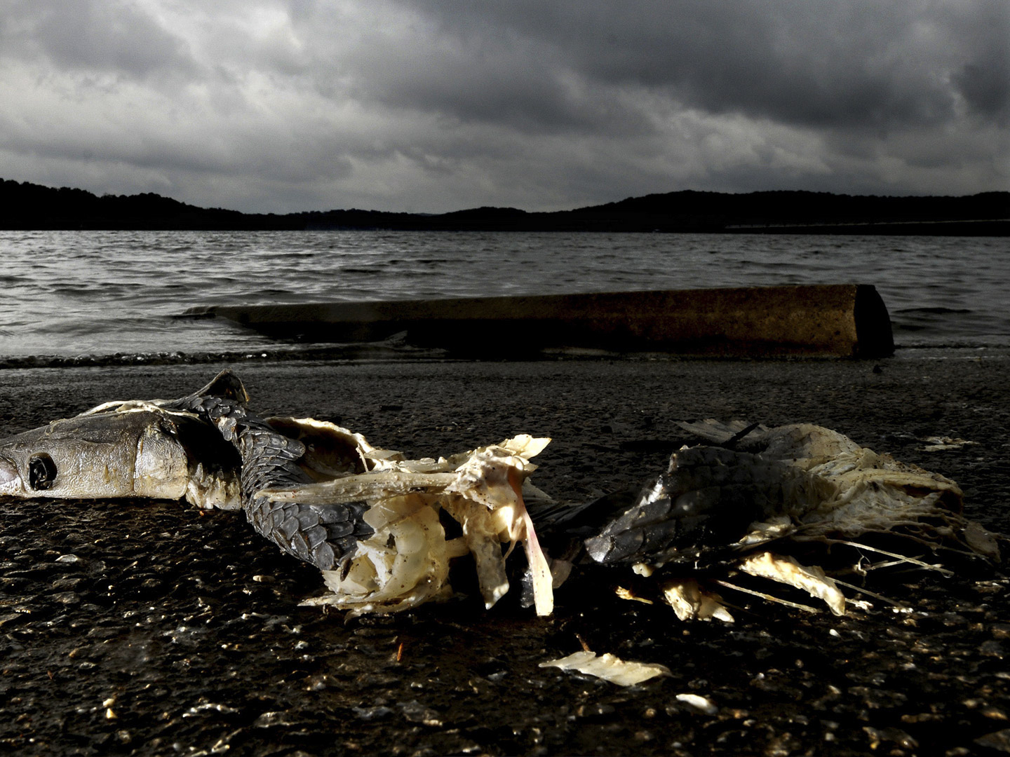 Prime Video: Monstros do Rio - Season 1