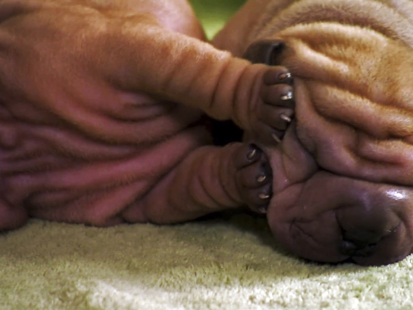 Prime Video: Too Cute! - Season 2