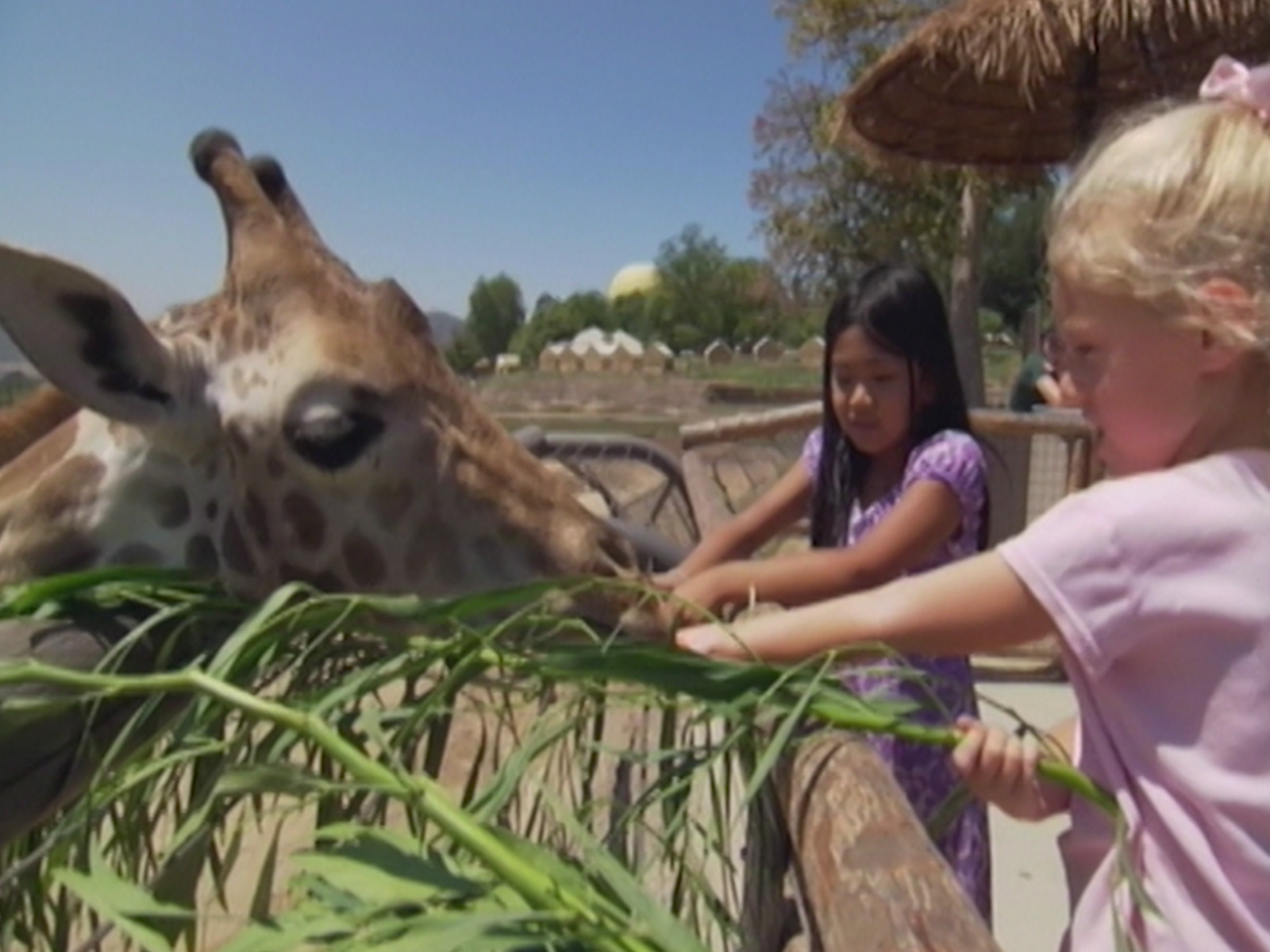 Prime Video: Baby Genius