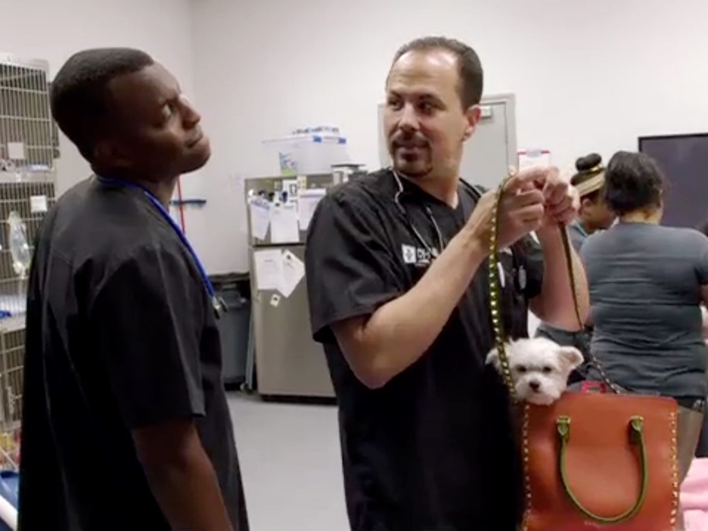 Prime Video: The Vet Life - Season 2