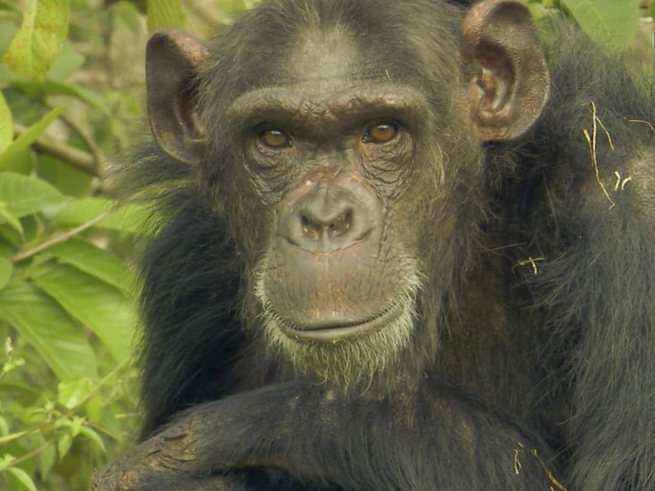 Prime Video: Escape to Chimp Eden - Season 2