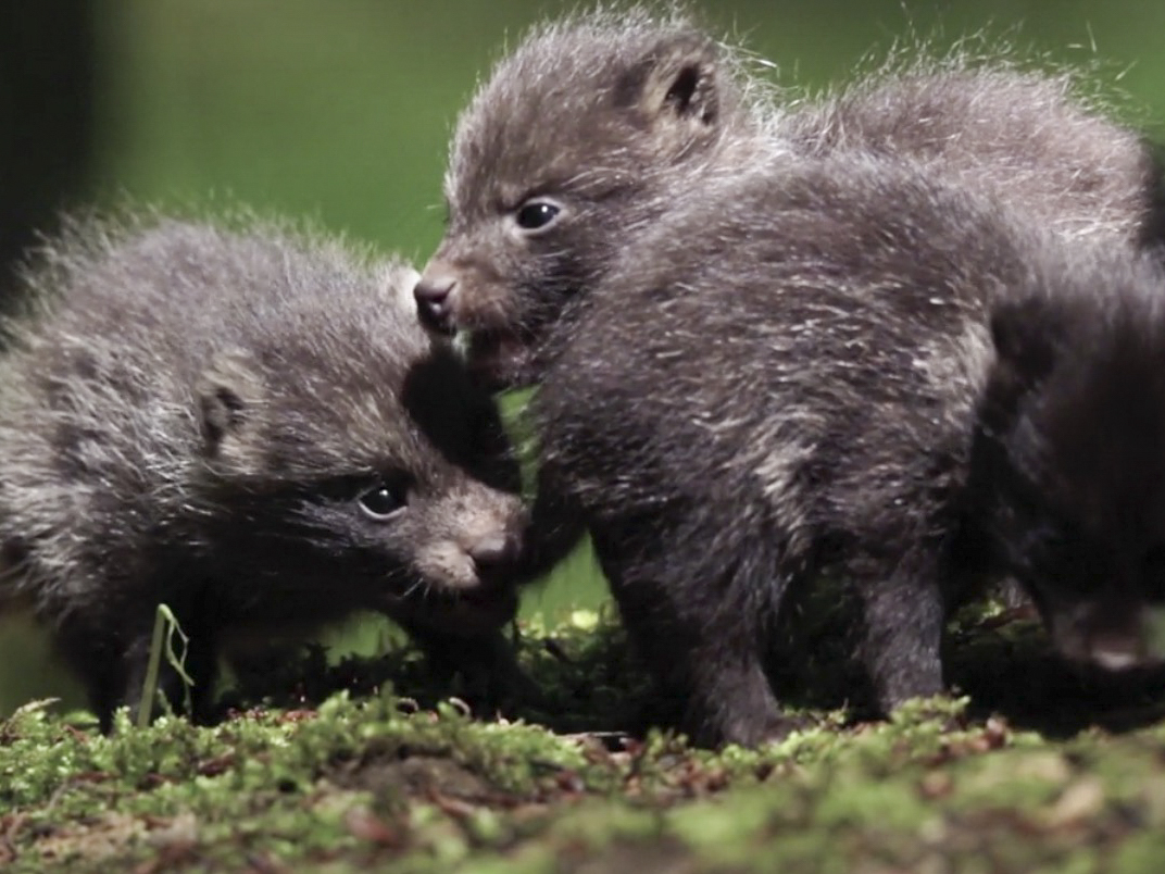 Prime Video: The Cute Ones - Season 1