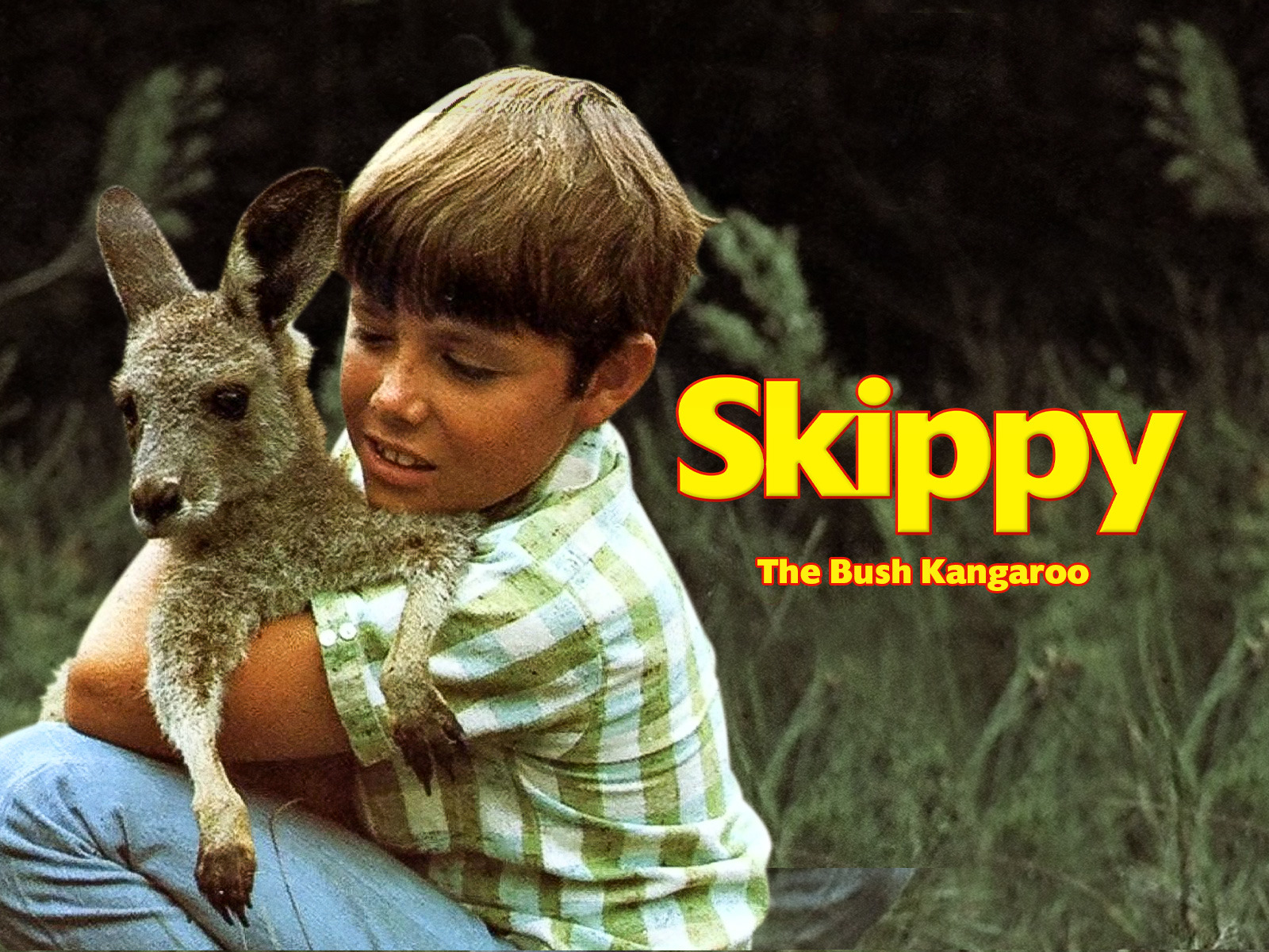Prime Video: Skippy: The Bush Kangaroo
