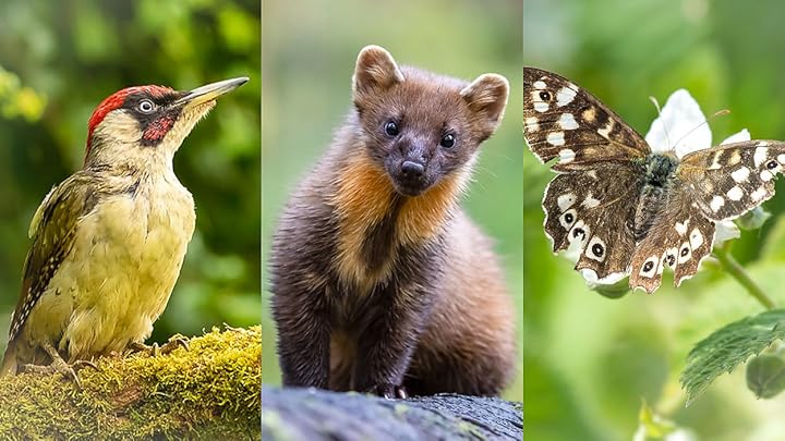 Prime Video: Springwatch 2021