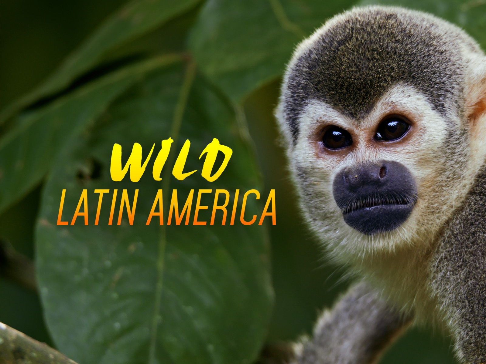 Prime Video: Wild Latin America - Season 1