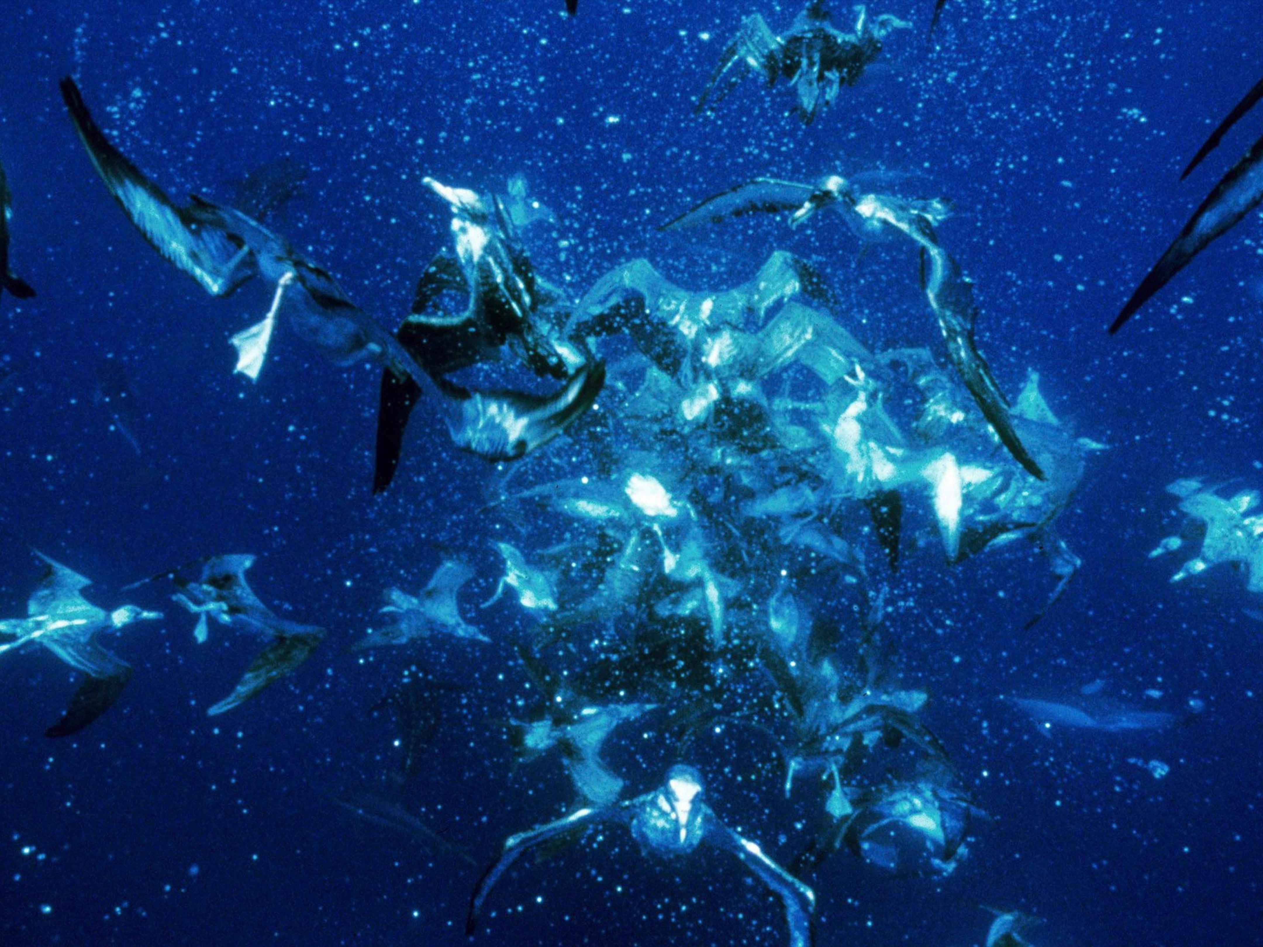 Prime Video: Blue Planet: Seas of Life - Season 1