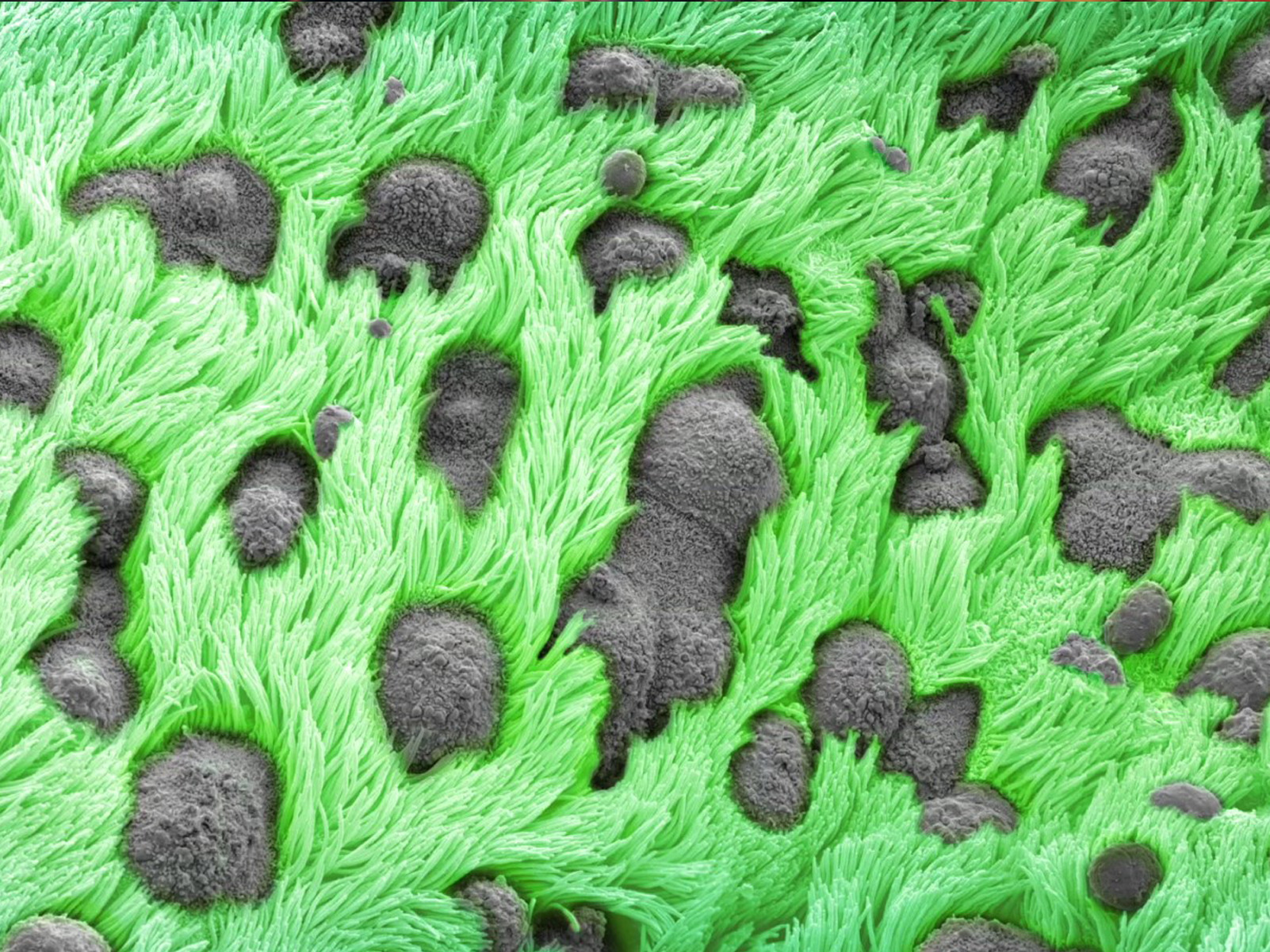 Prime Video: El Cuerpo