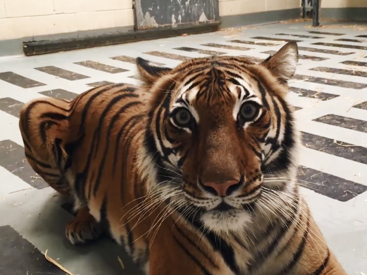 Prime Video: The Zoo - Season 4