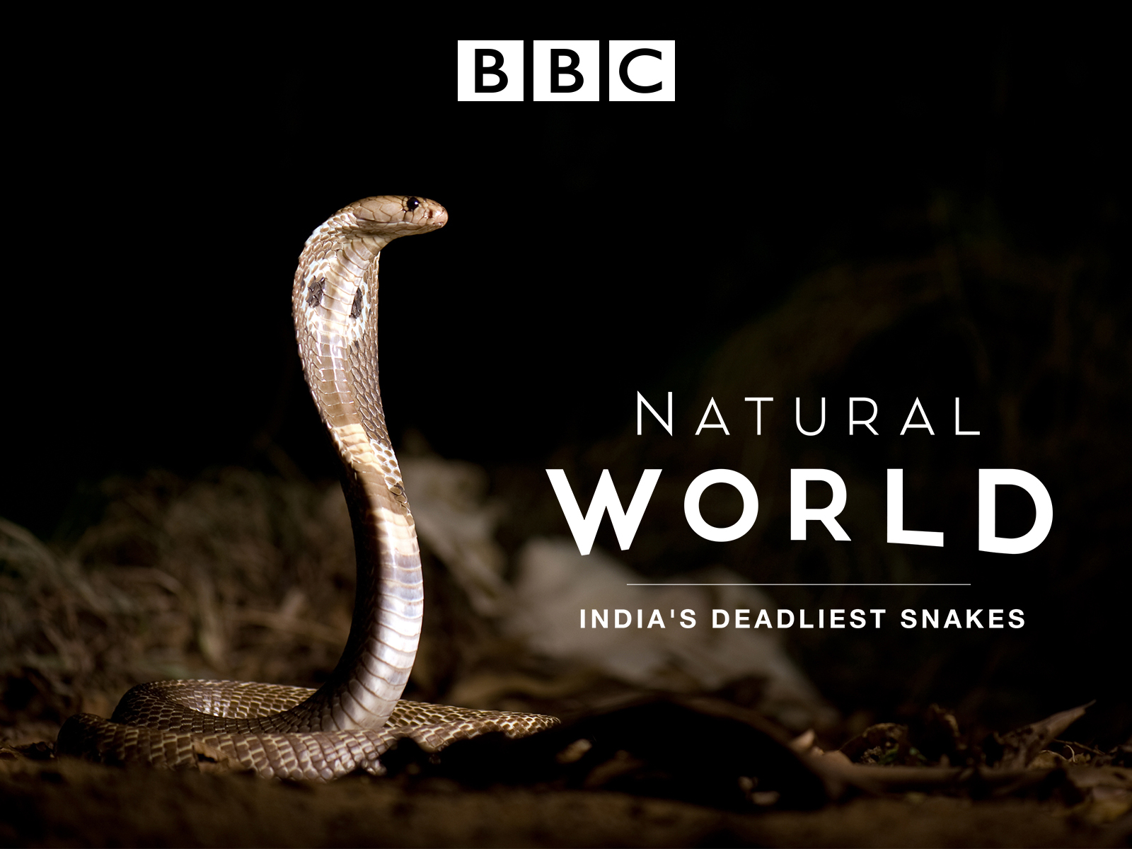 Prime Video: Natural World: India's Deadliest Snakes - Season 1
