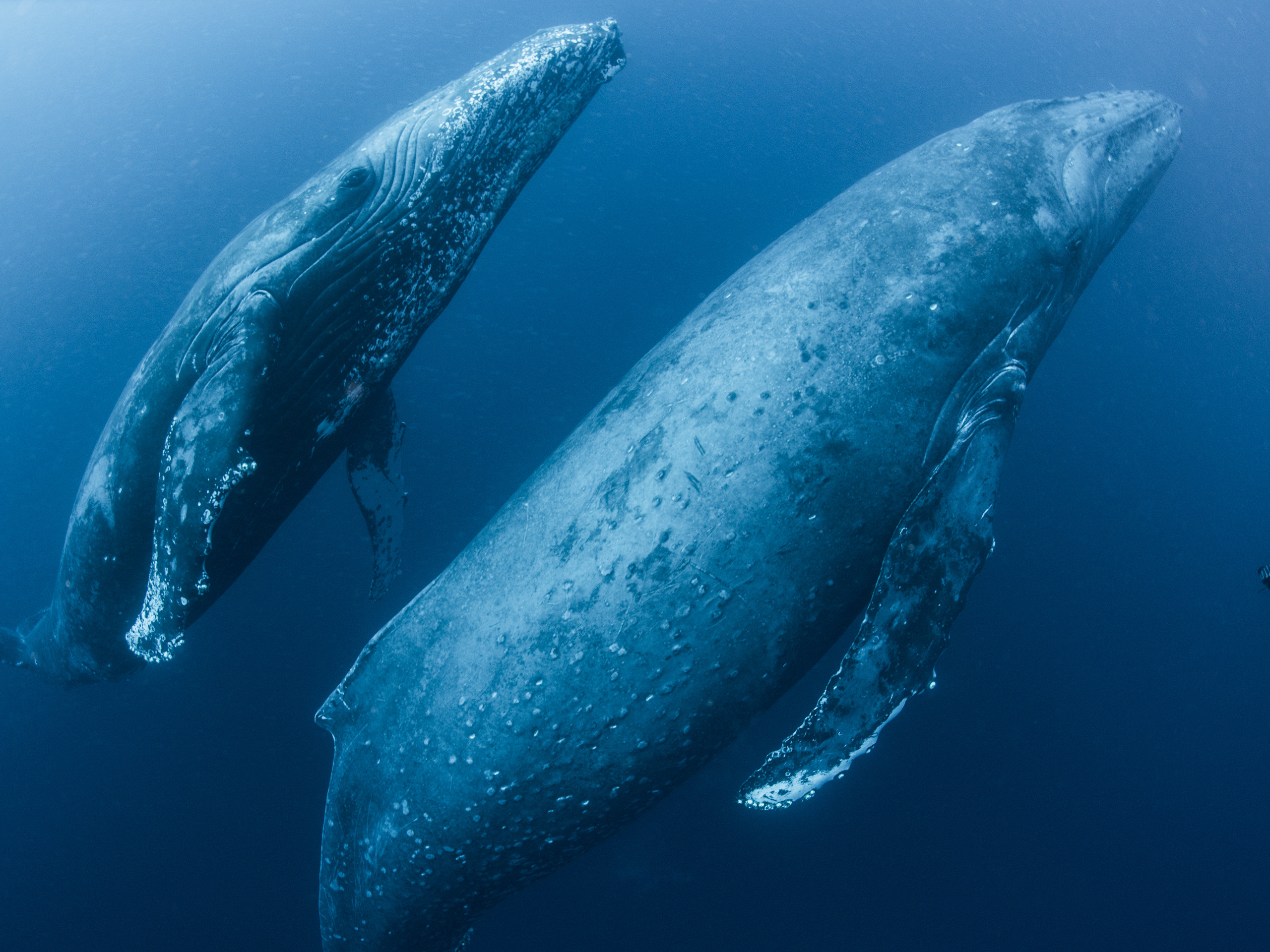 Prime Video: Chasing Ocean Giants - Season 1