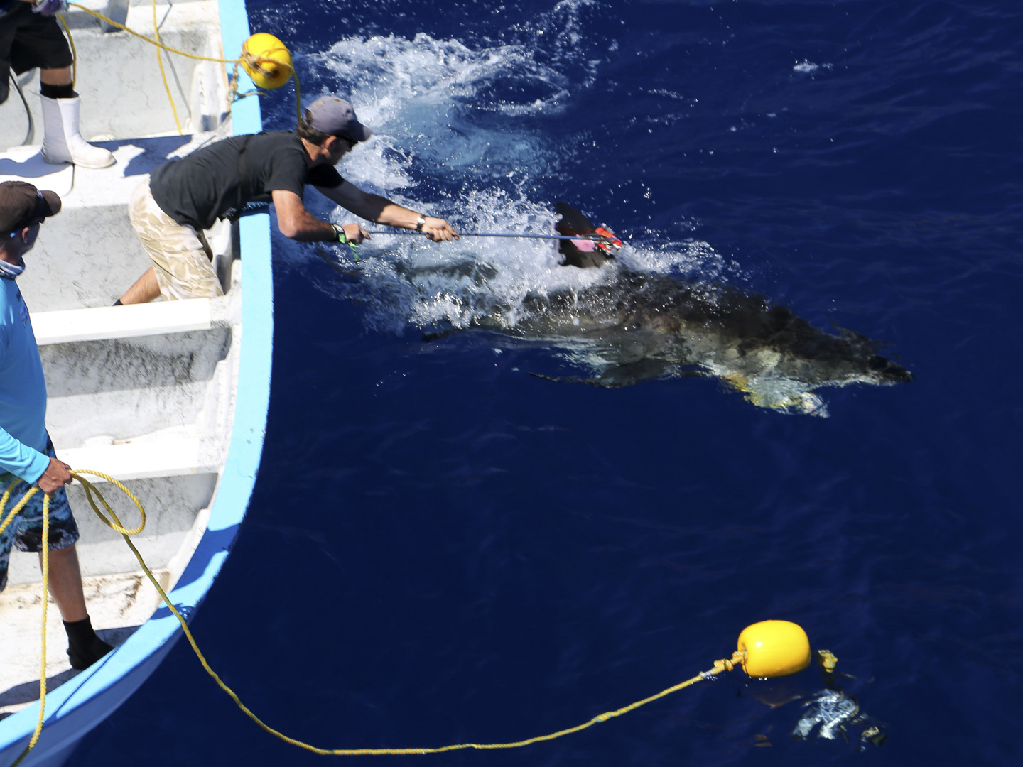 Prime Video: Shark Week - Season 2017