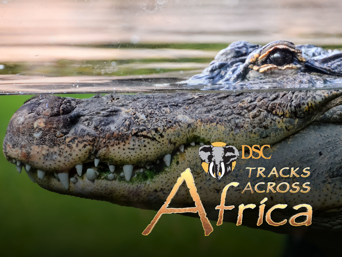 Prime Video: Tracks Across Africa - Season 7