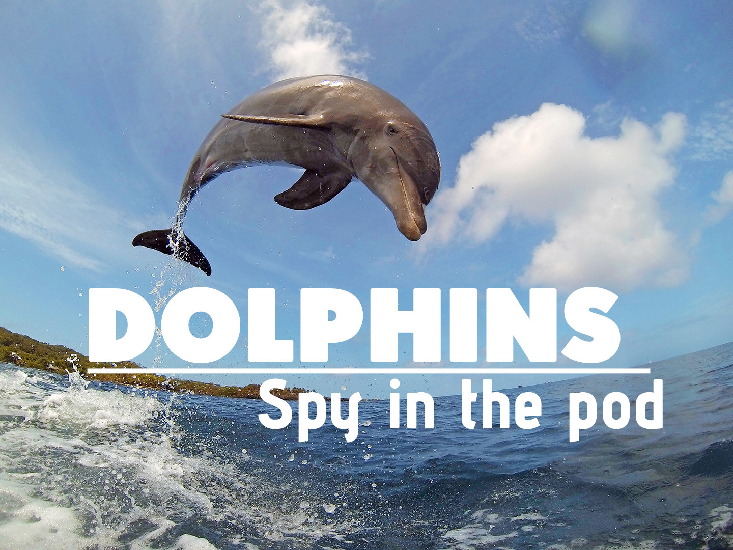 Prime Video: Dolphins Spy in the Pod - Season 1