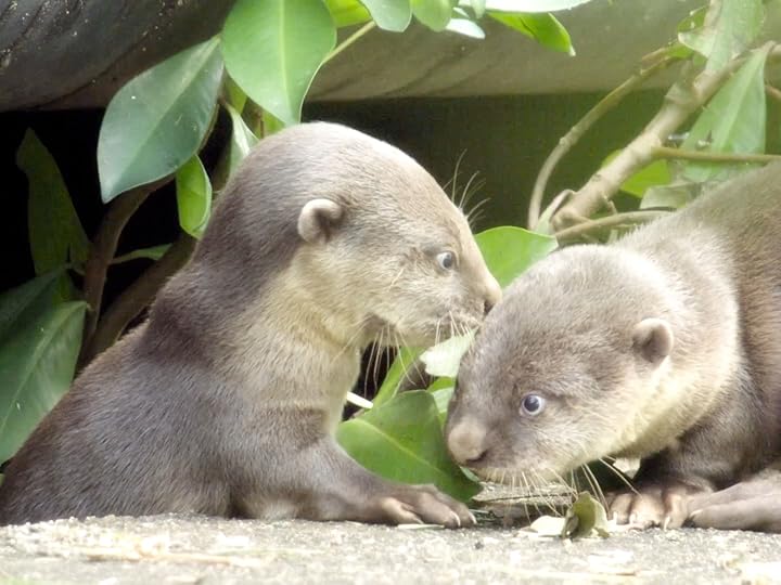 Prime Video: Otter Dynasty - Season 1