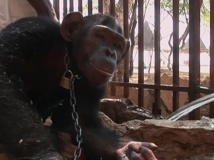 Prime Video: Escape to Chimp Eden - Season 2