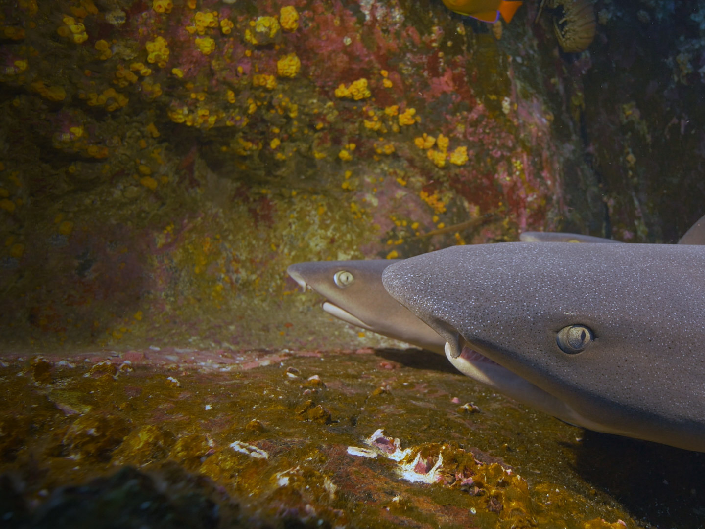 Prime Video: Great Blue Wild