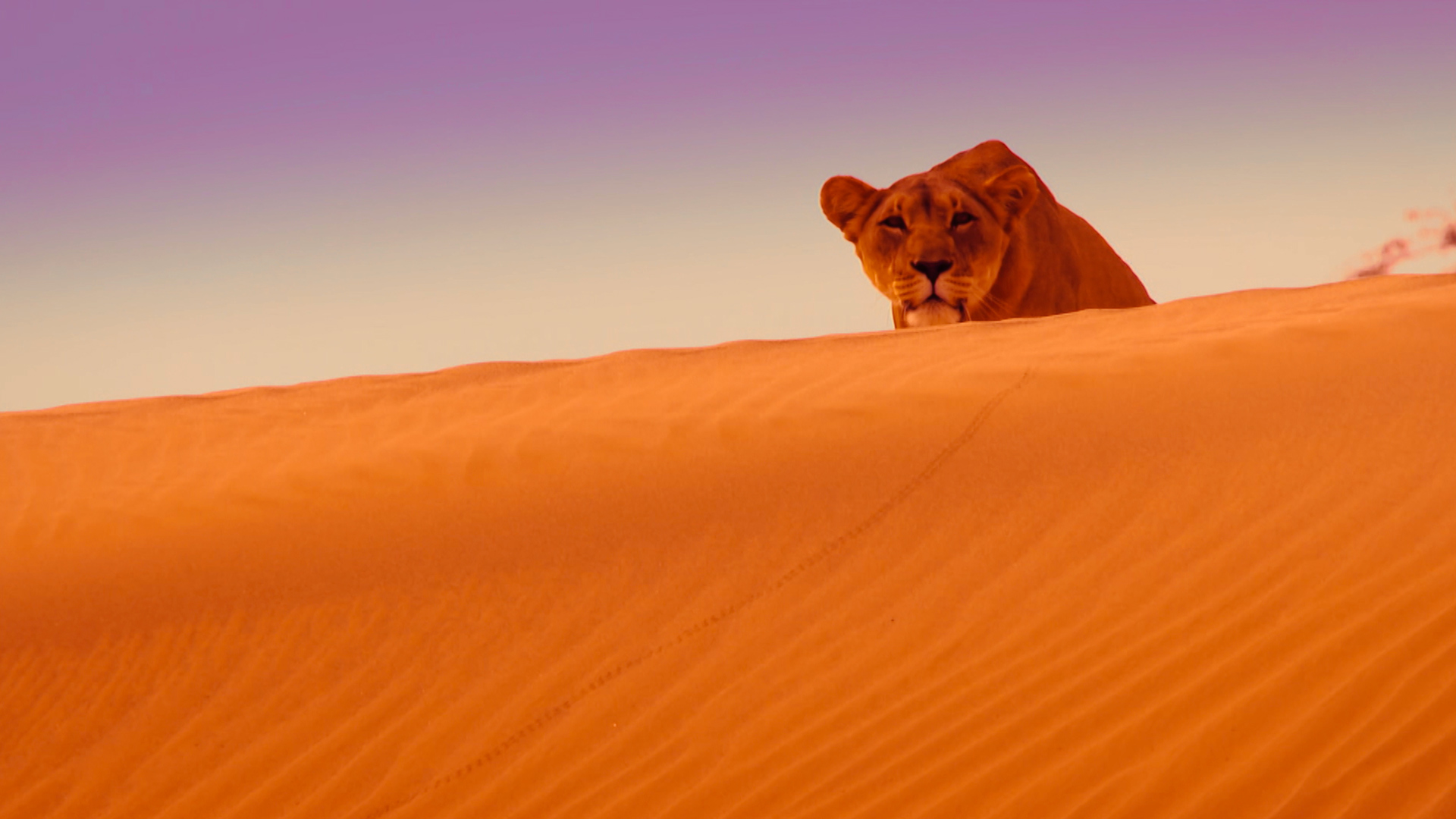 Prime Video: Desert Warriors Lions of the Namib