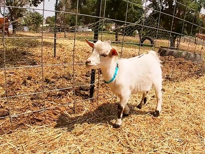 Watch My Pack Life - Season 1 | Prime Video