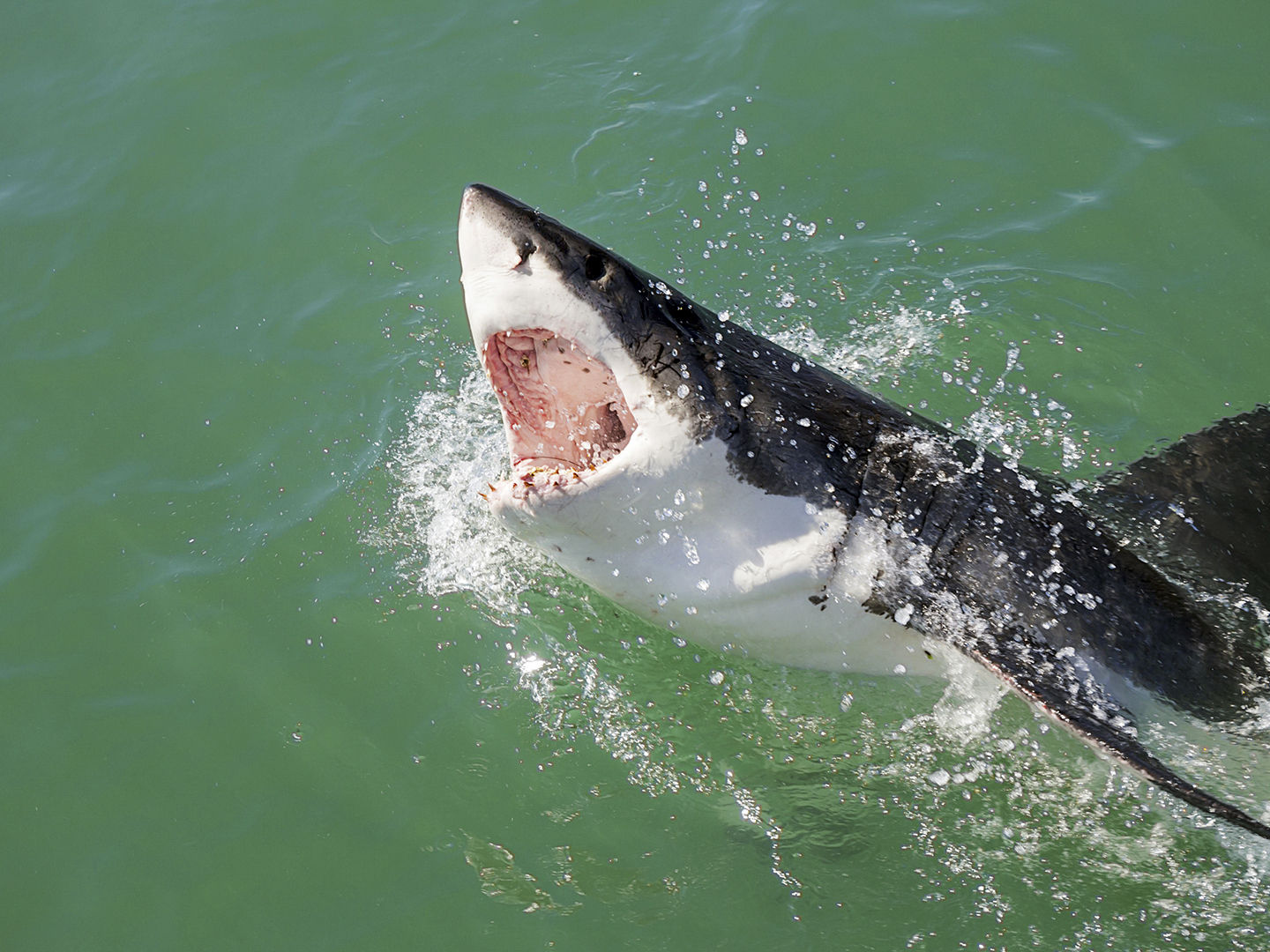 Prime Video: Shark Week - Season 2015