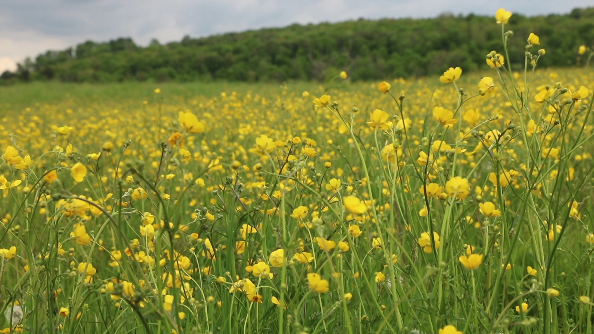 Amazon.com: Everything : James Raftery, Stephen Honicki, Stephen ...