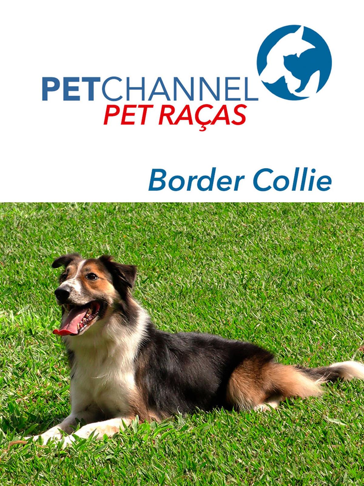 Prime Video: Pet Raças - Cães Border Collie