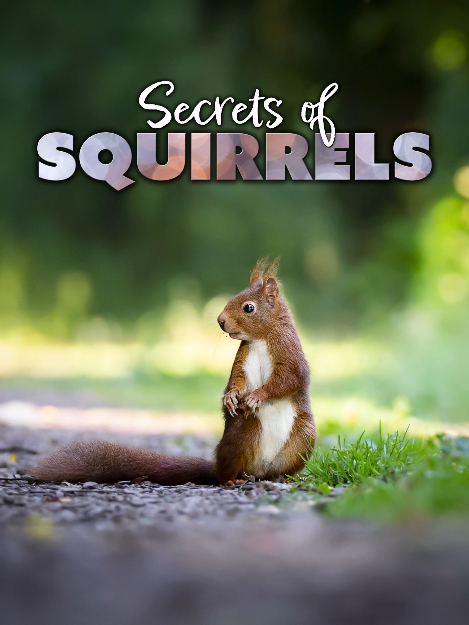 Prime Video: Secrets of Squirrels