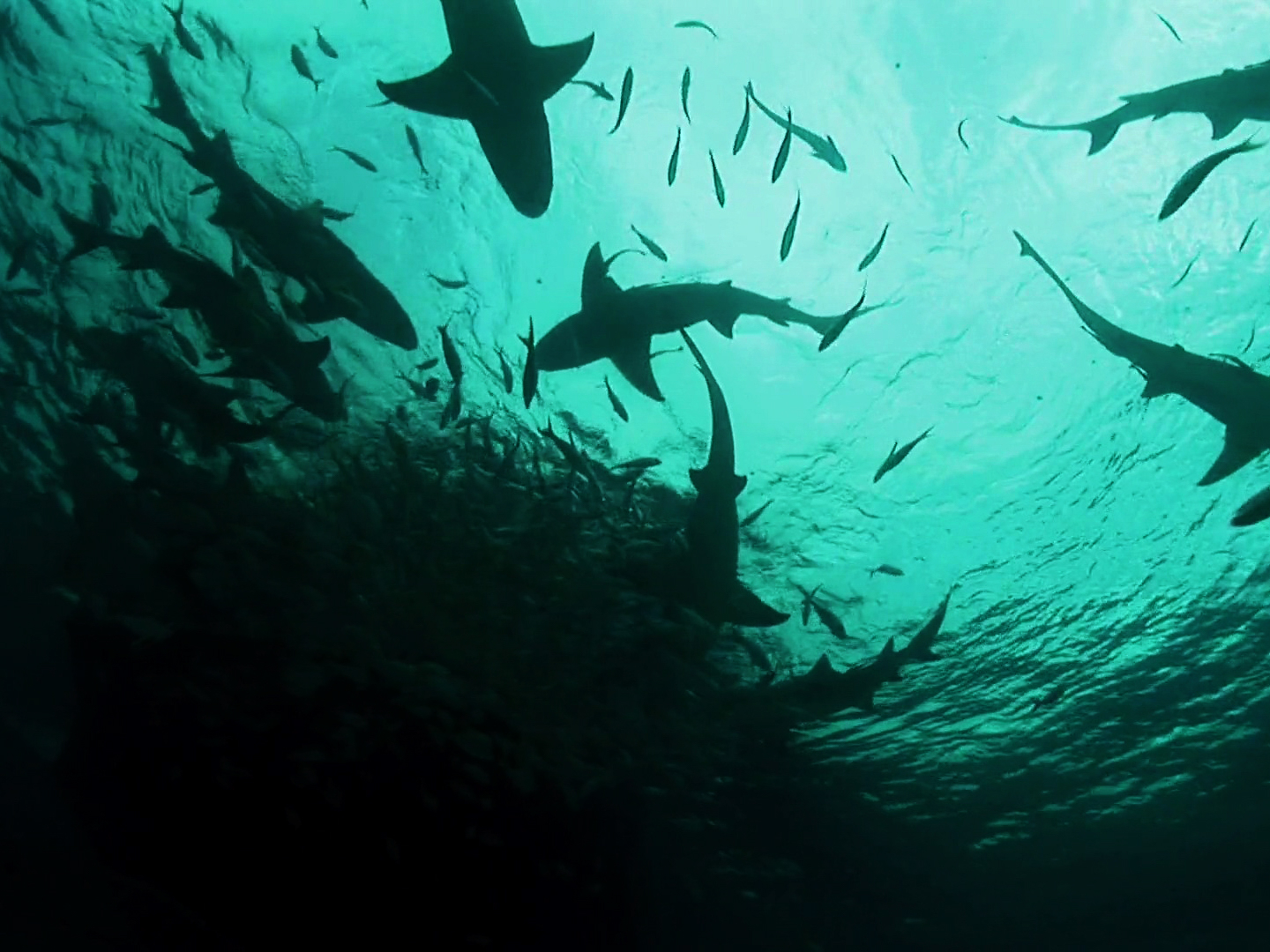 Prime Video: I Was Prey - Season 1