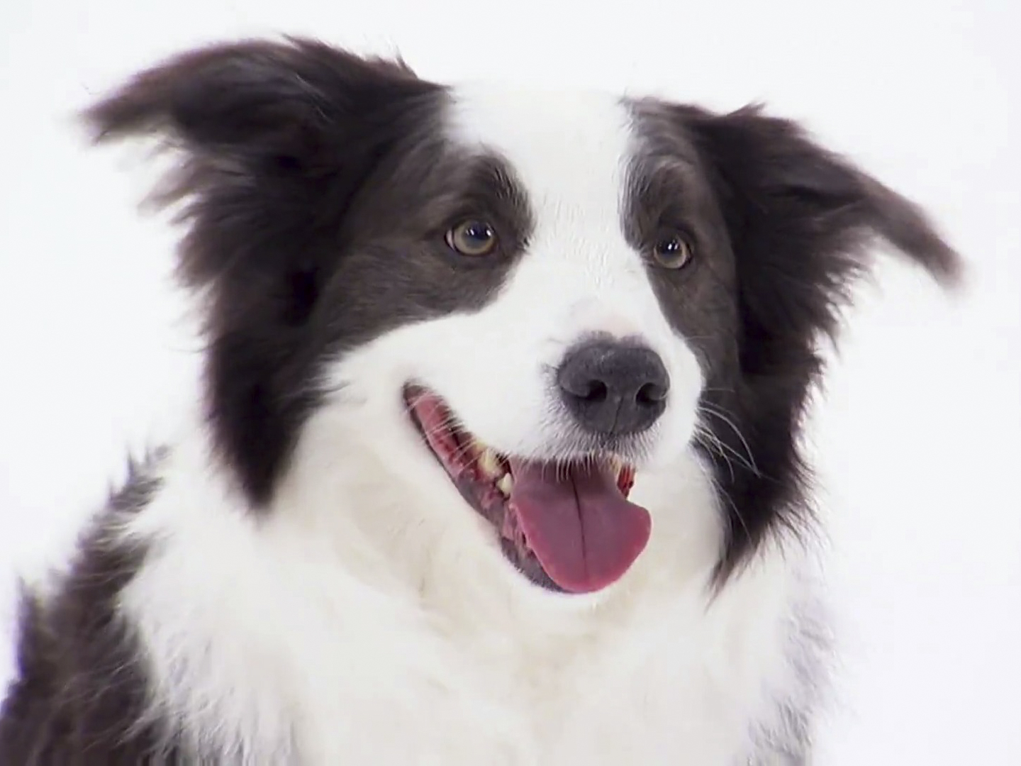 Prime Video: Dogs 101: New Tricks - Season 1
