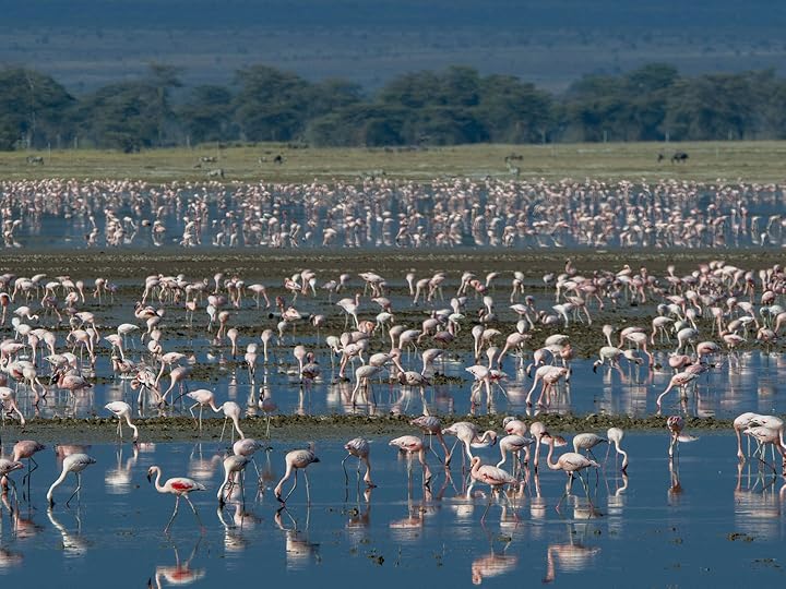 Prime Video: Animal Battlegrounds - Season 1