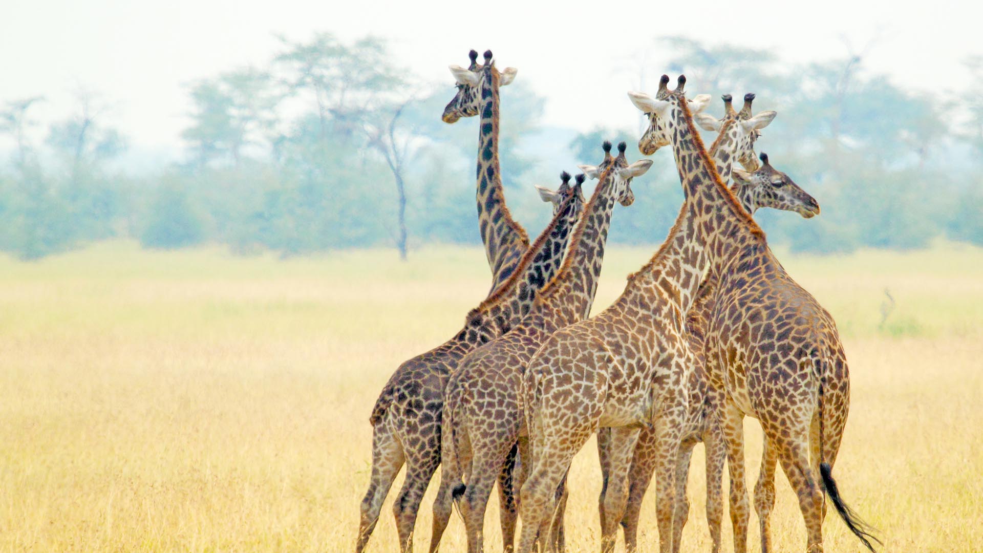 Amazon.com: The Coolest Places on Earth: Coolest Animal Lover Vacation ...