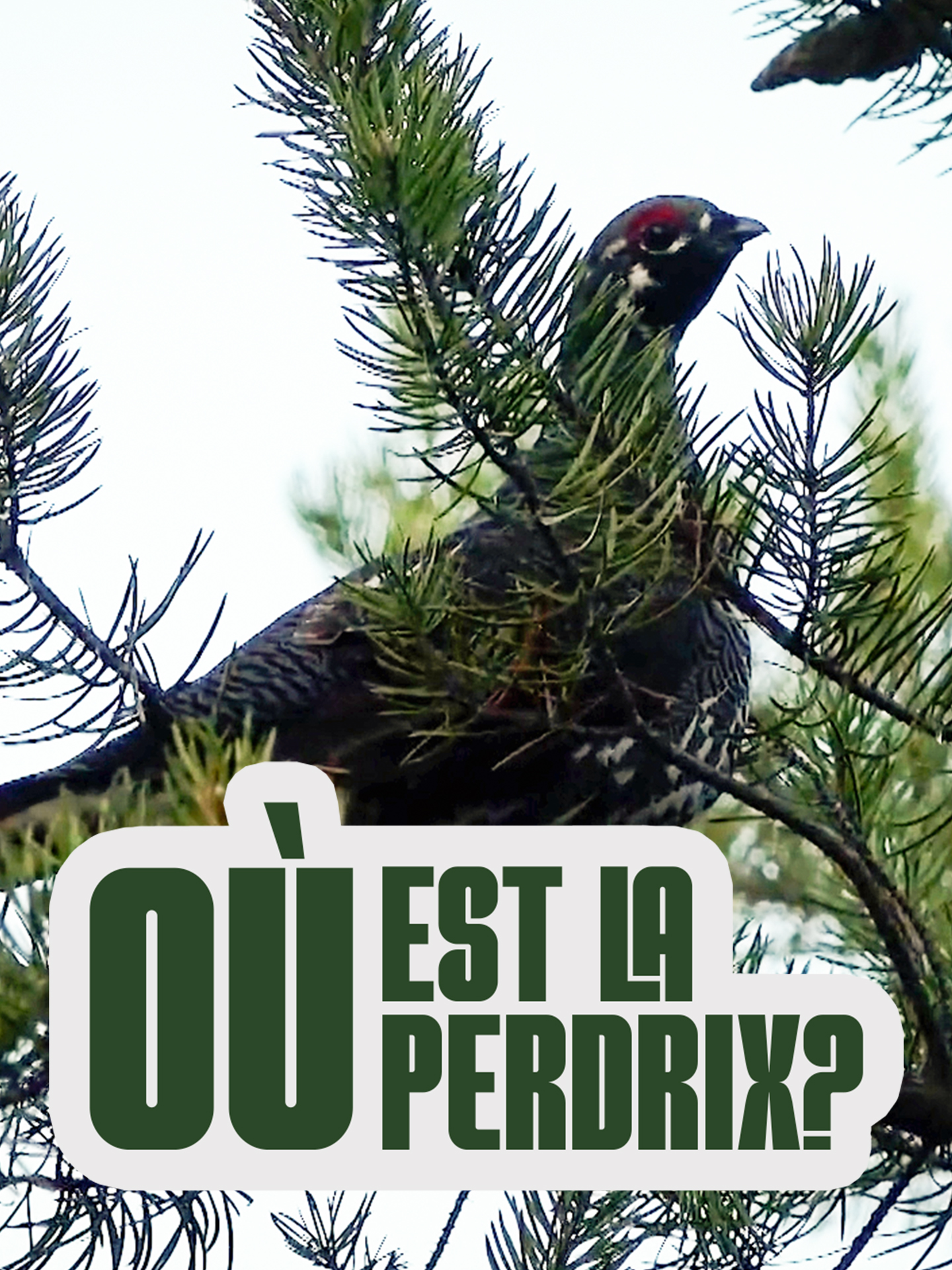 Prime Video: Où est la Perdrix?