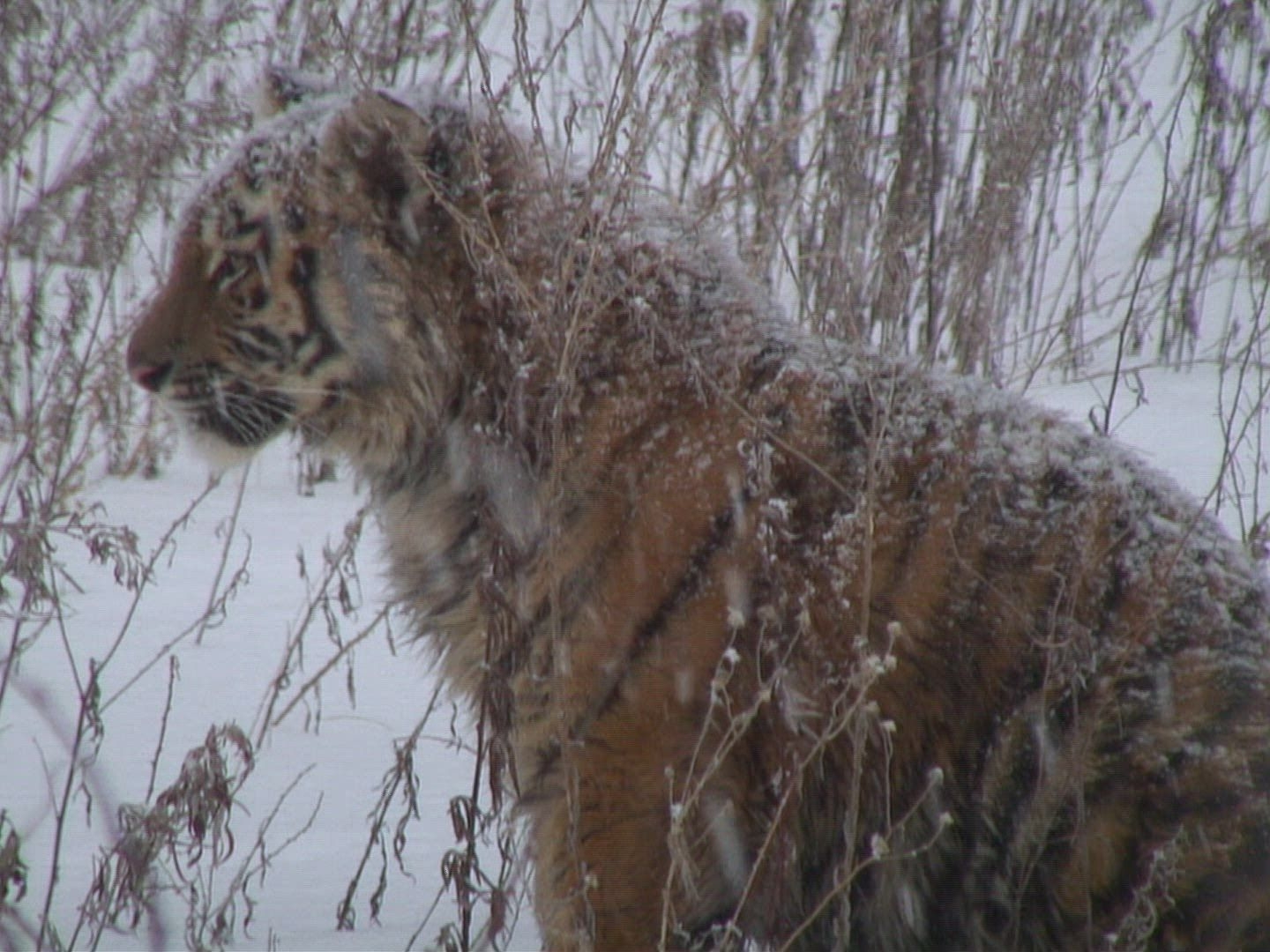 Prime Video: Operation Snow Tiger - Season 1