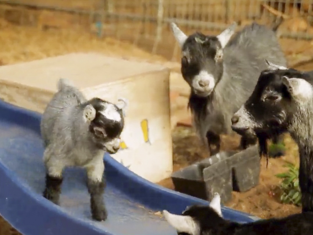 Prime Video: The Cute Ones - Season 1