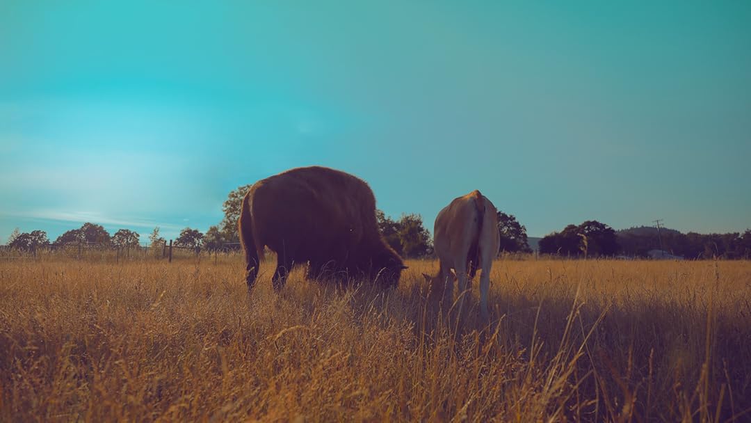 Prime Video: Amazing Animal Friends - Season 1