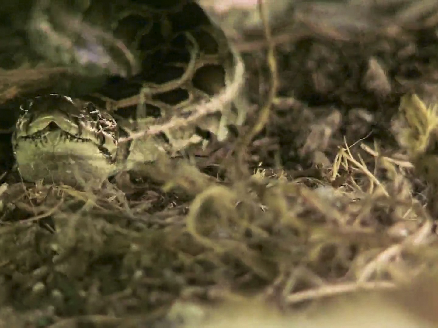 Prime Video: Swamp Wars - Season 1