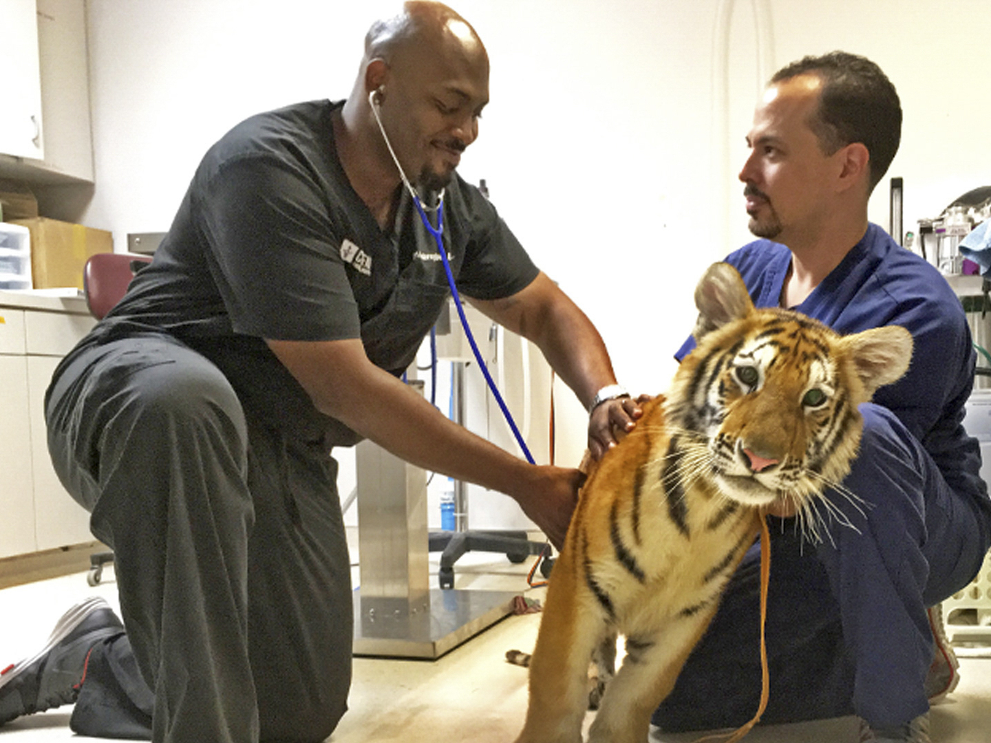 Prime Video: The Vet Life - Season 1