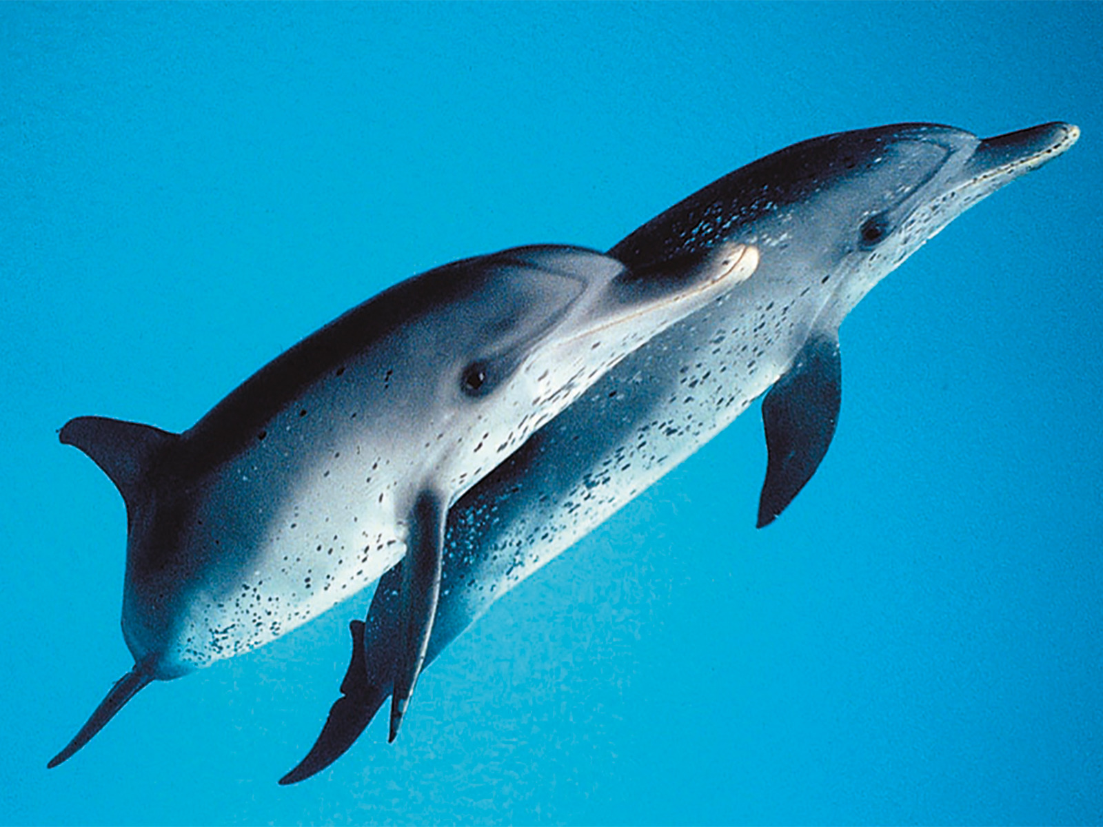 Prime Video: Ocean Odyssey: The Blue Realm